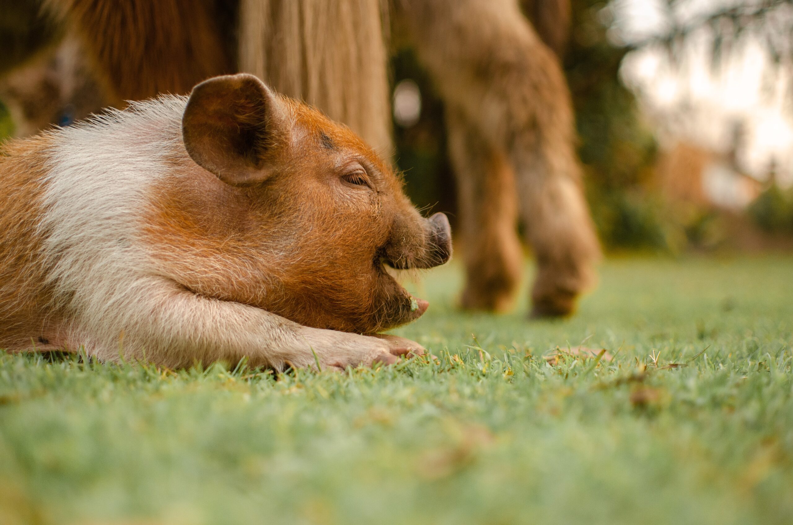 Raising Pigs on Pasture - Grit